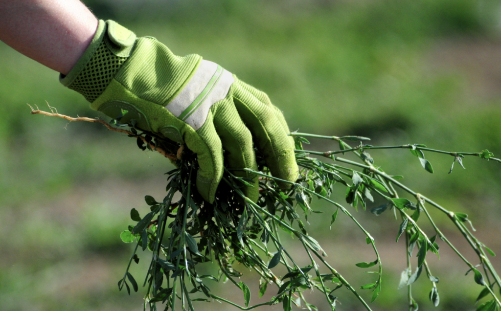 Conquering the Invader: Effective Nutsedge Weed Control Strategies ...
