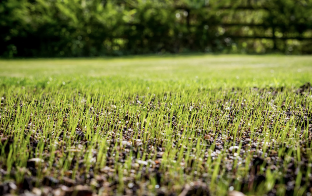 Fall for Success: Why Seeding Your Tall Fescue Lawn in Autumn is a ...